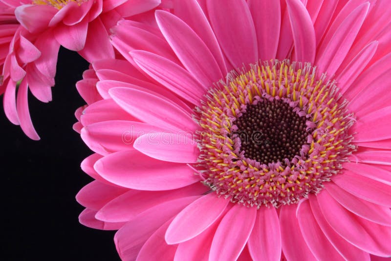 Margaridas cor-de-rosa foto de stock. Imagem de mola, prados - 3884998