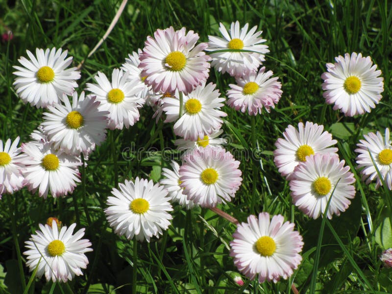 Margaridas Cor-de-rosa E Brancas Delicadas Imagem de Stock - Imagem de ...