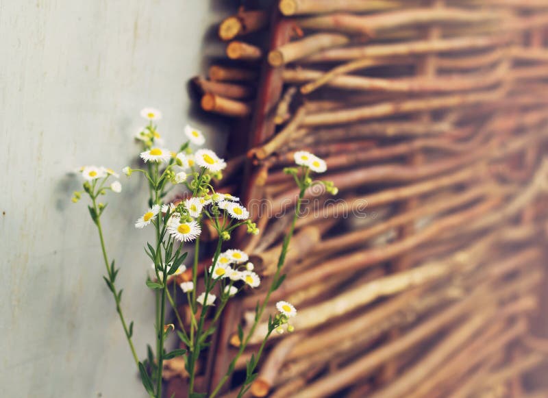 Margaridas Do Campo No Fundo De Vime Da Cerca Foto de Stock - Imagem de ...