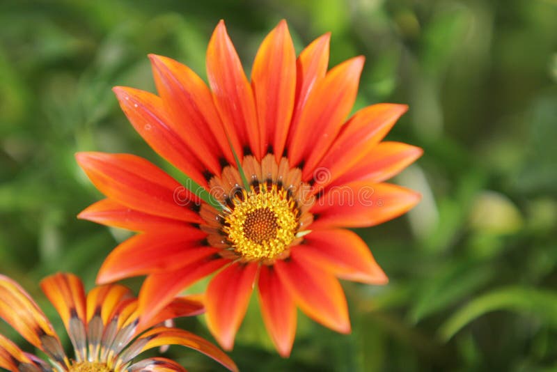 Flor Anaranjada Hermosa De La Margarita Del Gerbera Imagen de archivo ...