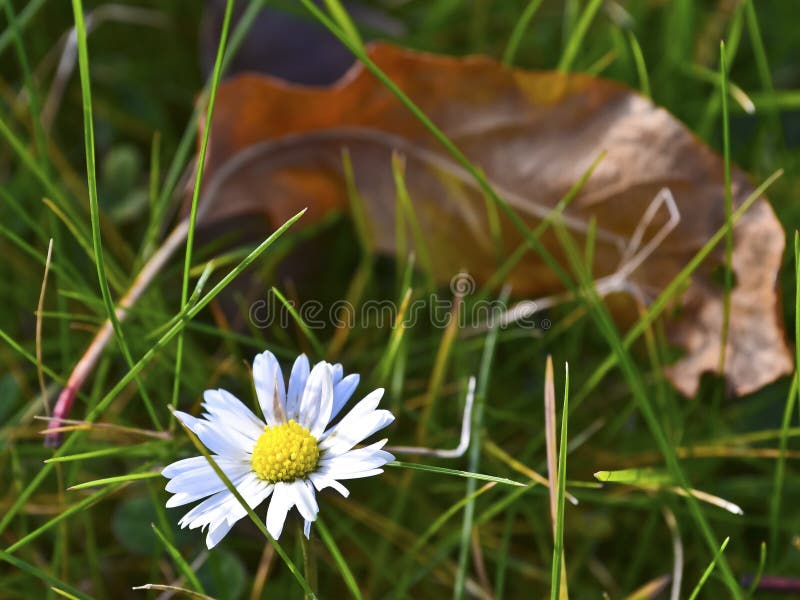 Margarita flower stock photo. Image of yellow, margarita - 53620002