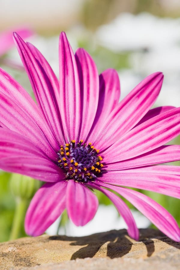 Margarita De Color Rojo Oscuro De Gerber Imagen de archivo - Imagen de ...