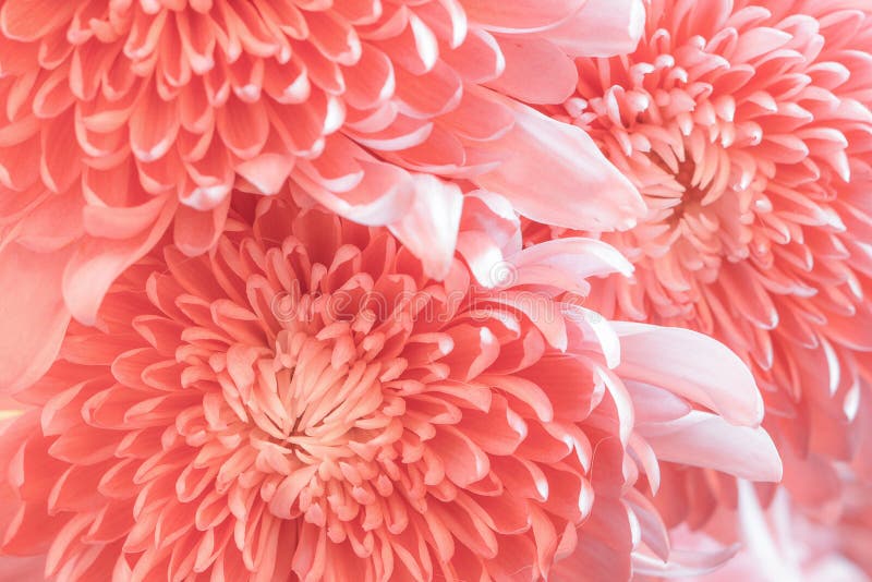 Margarita rosada del color imagen de archivo. Imagen de margarita ...