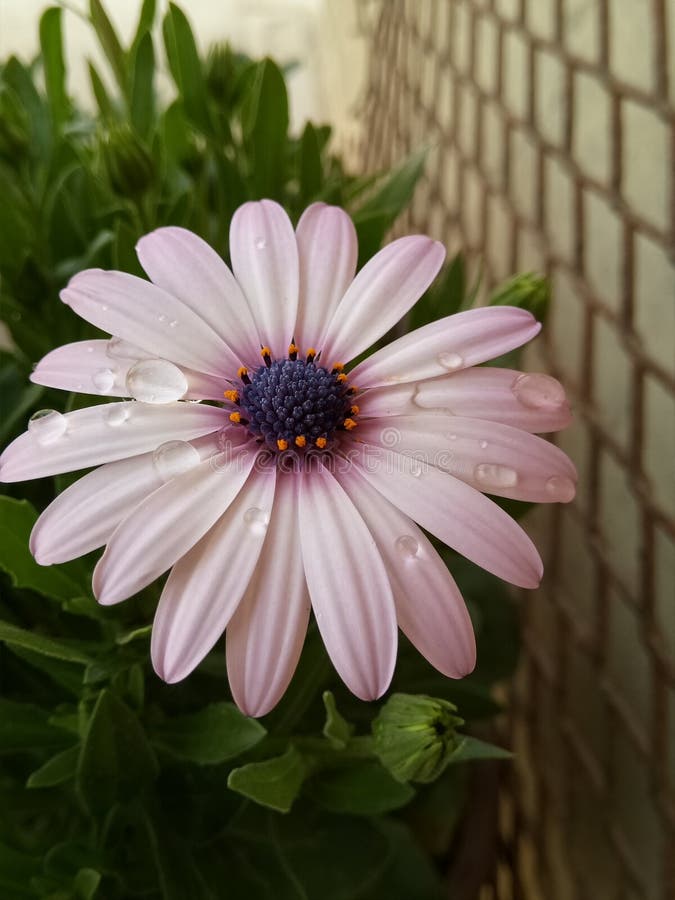 Margarita stock photo. Image of closeup, flora, plant - 93240608