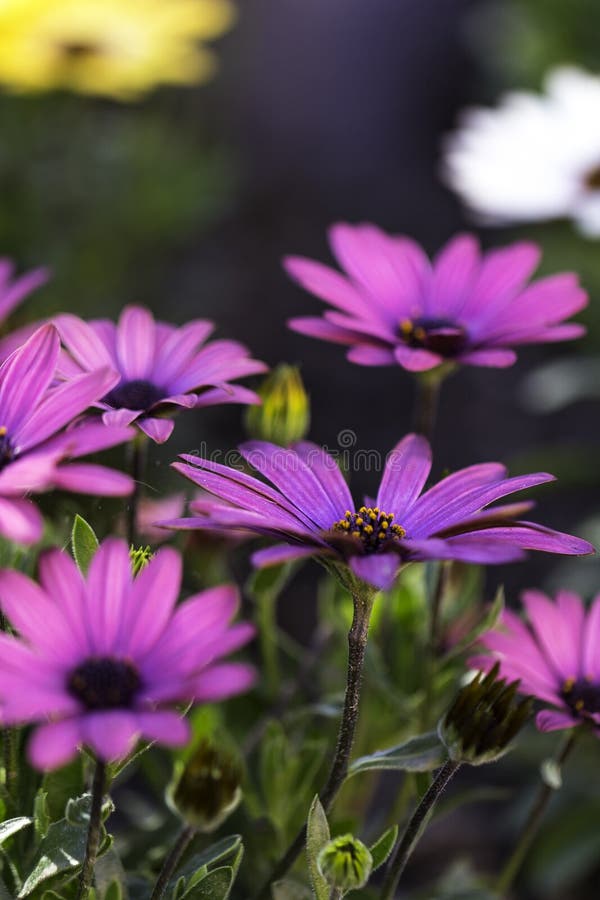 Margaritas africanas foto de archivo. Imagen de margarita - 113506074