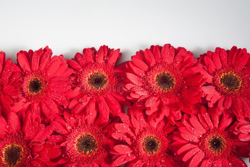 Margaritas Rojas Del Gerbera Foto de archivo - Imagen de flor, rojo ...