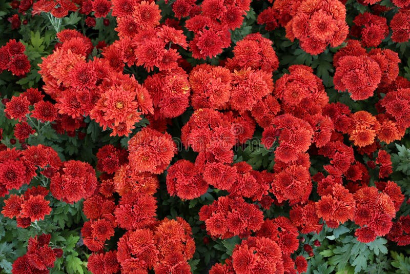 Margaritas Rojas Del Gerbera Foto de archivo - Imagen de flor, rojo ...