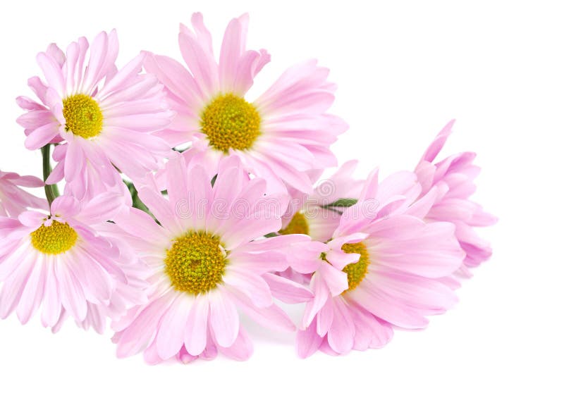Margaritas rosas variadas imagen de archivo. Imagen de margarita - 13702769