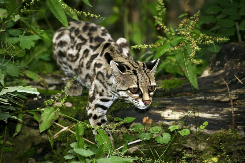 Margay Cat, Leopardus Wiedi, Adult Stock Image - Image of standing ...