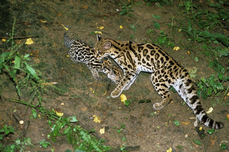 Baby Margay stock image. Image of cute, species, feline - 669489