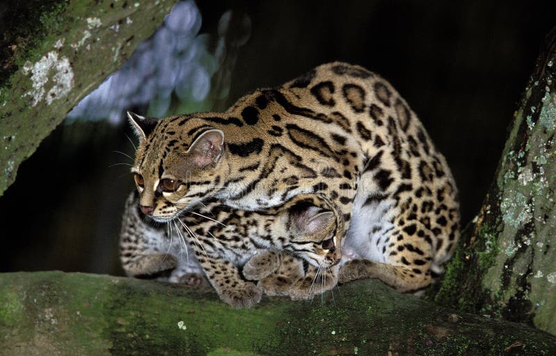 Margay Female Stock Photos - Free & Royalty-Free Stock Photos from ...