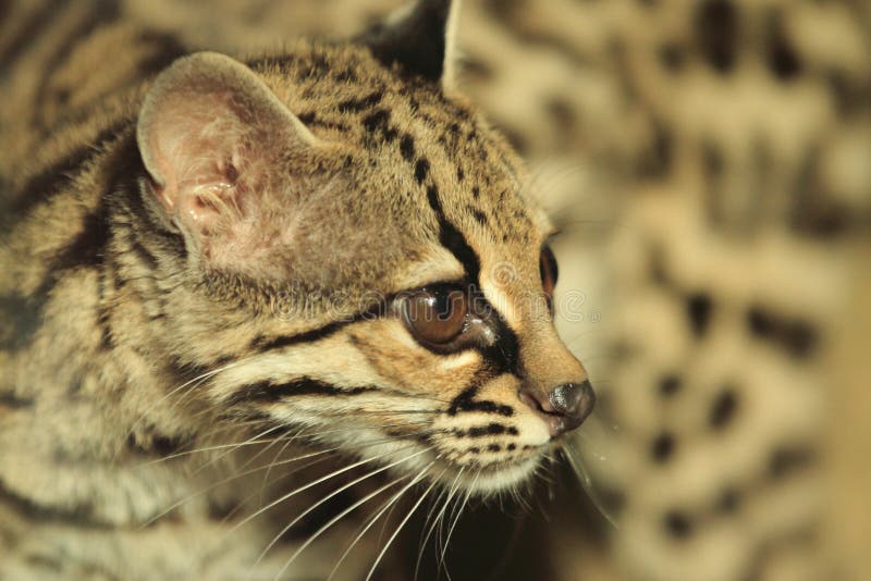 Margay stock image. Image of spotted, animal, wiedii - 34193595