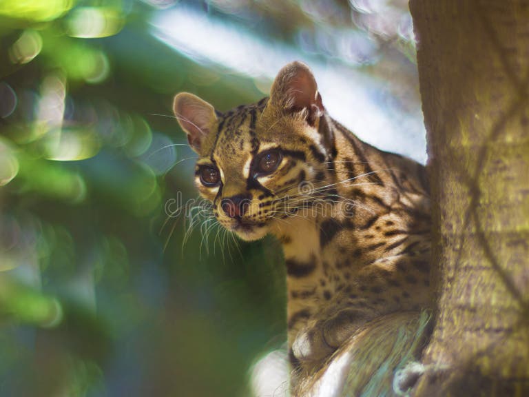 Margay feline cat stock photo. Image of margay, leopardus - 38286532