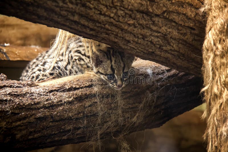 Margay kitten. stock image. Image of eyes, young, feline - 124484691