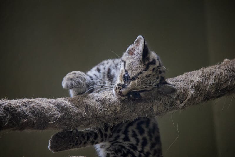 Margay kitten. stock image. Image of tabby, baby, kitty - 124485733