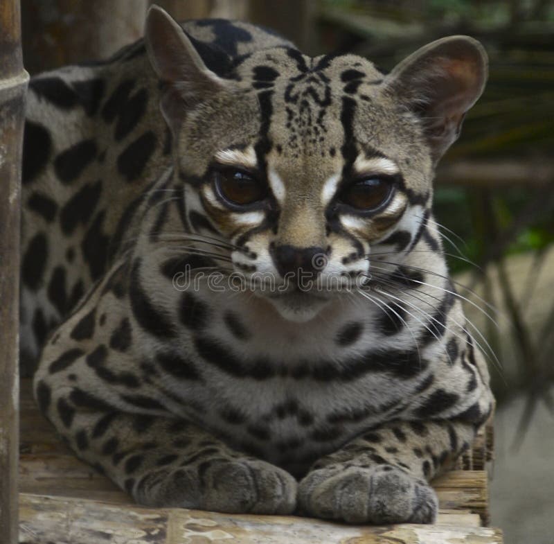 Margay stock photo. Image of laying, rain, jungle, predator - 47132142