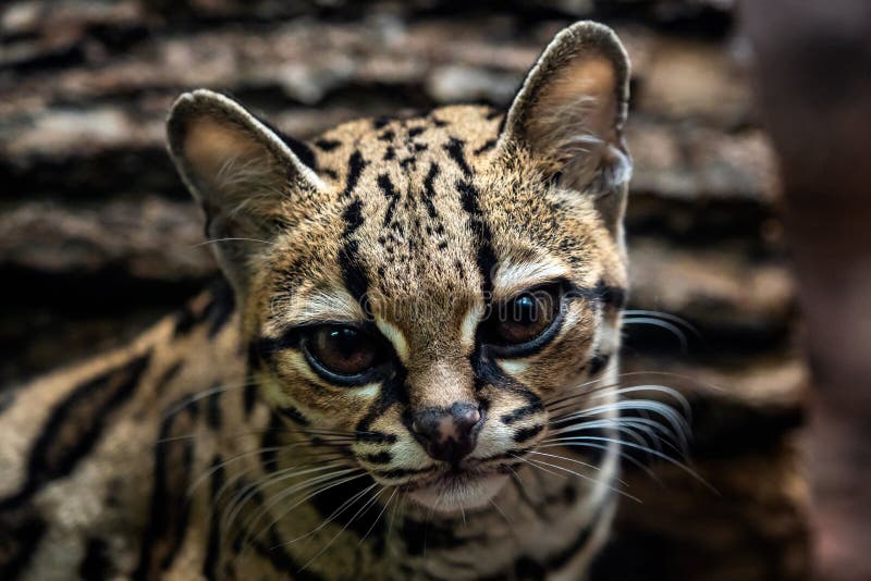 Margay, Leopardus Wiedii, Female with Baby. Stock Image - Image of ...