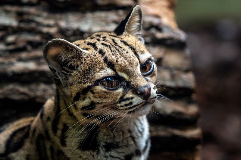 Margay, Leopardus Wiedii, Female with Baby. Stock Image - Image of ...