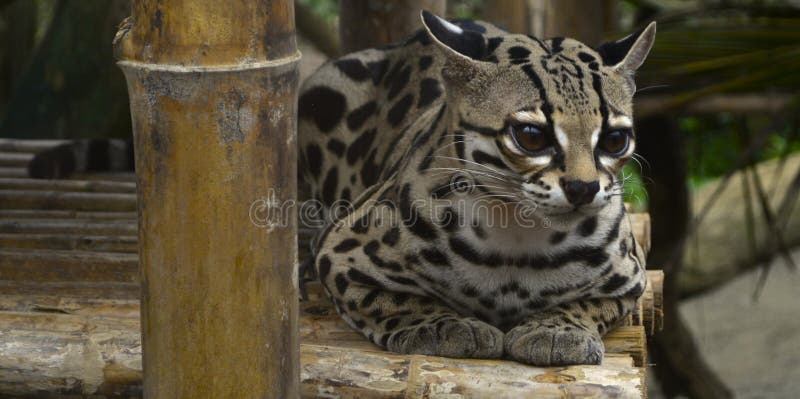Margay stock photo. Image of wildlife, rica, margay, wild - 47132260