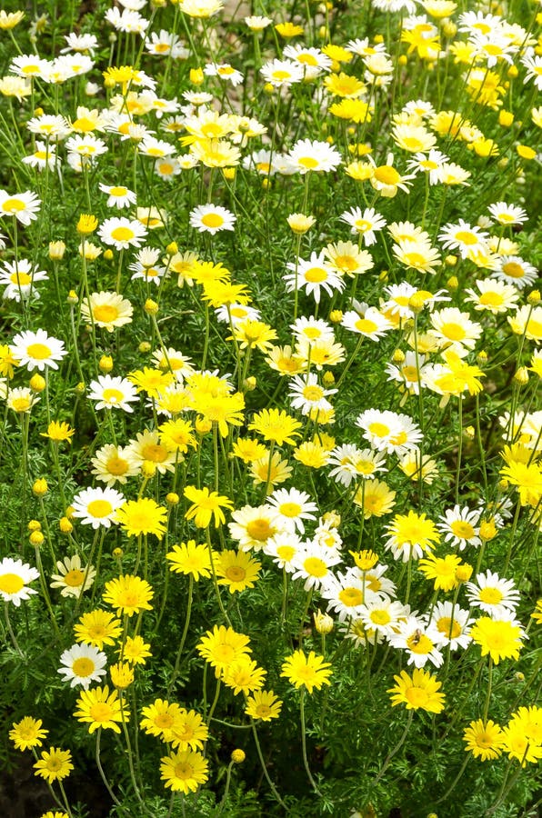 Margerite (Leucanthemum Vulgare) Stock Image - Image of beautiful ...
