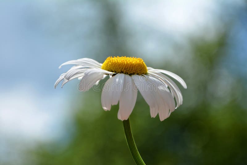 A Margerite in the Sunlight Stock Image - Image of summer, close: 110623967