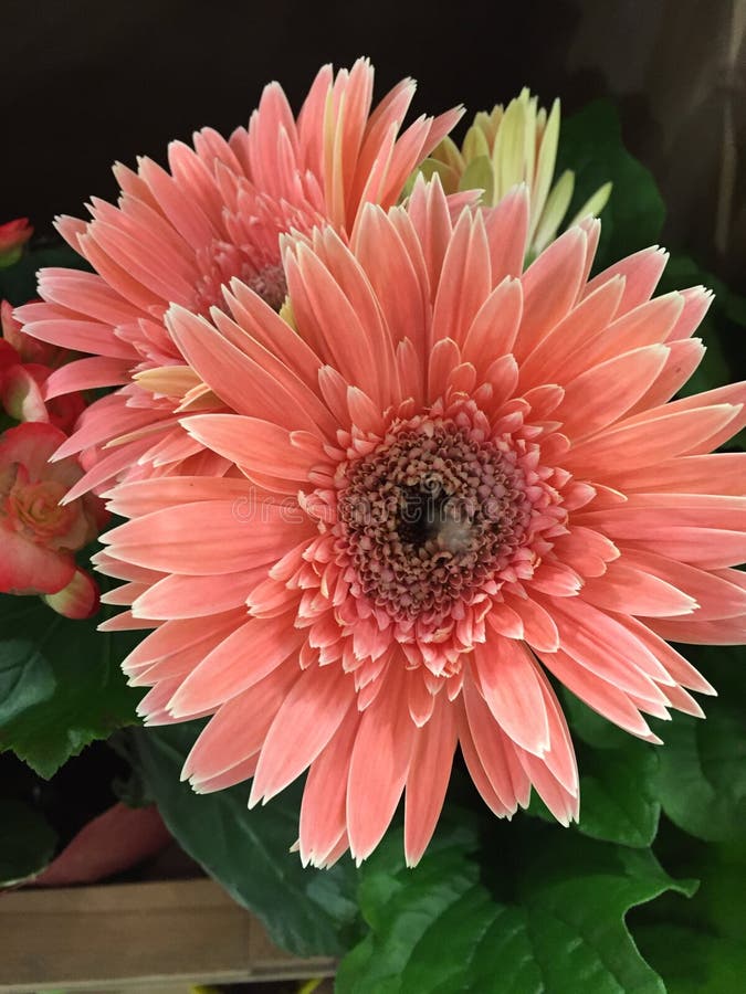 Margherita Della Gerbera O Di Gerber Fotografia Stock - Immagine di ...