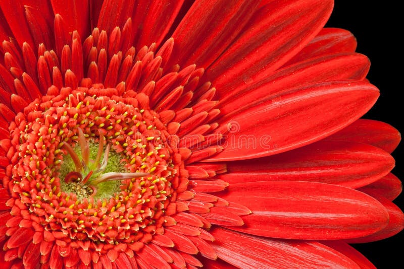 Margherita Di Gerbera Rossa Fotografia Stock - Immagine di nero ...