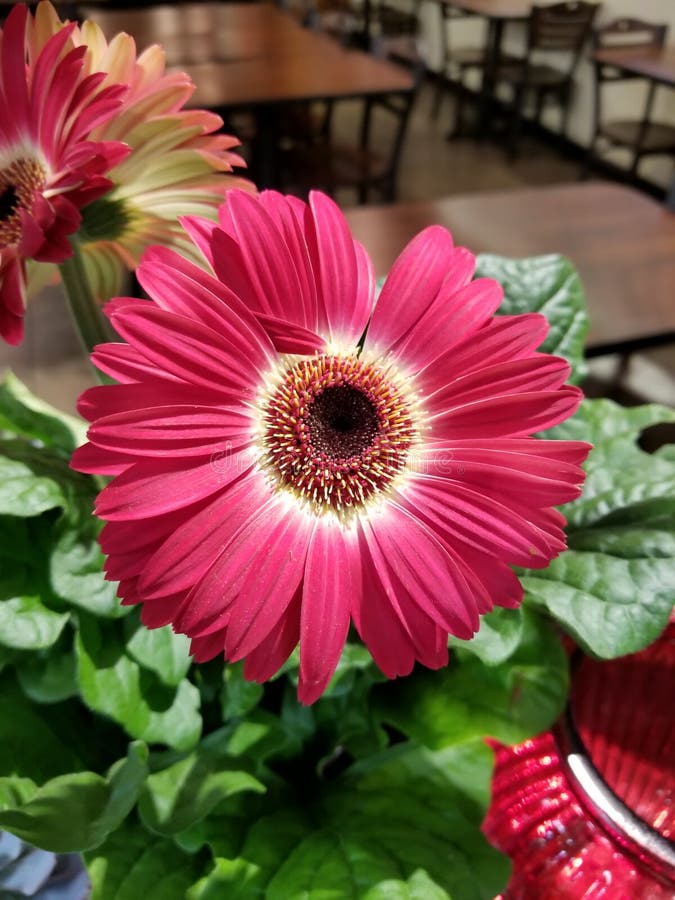 Margherita Rossa Del Gerbera Immagine Stock - Immagine di bellezza ...