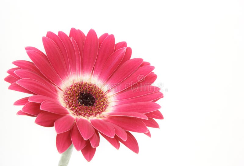 Margherita Di Gerbera Rossa Fotografia Stock - Immagine di isolato ...