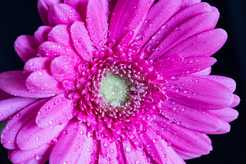Margherita Viola-rosa 5 Della Gerbera Fotografia Stock - Immagine di ...
