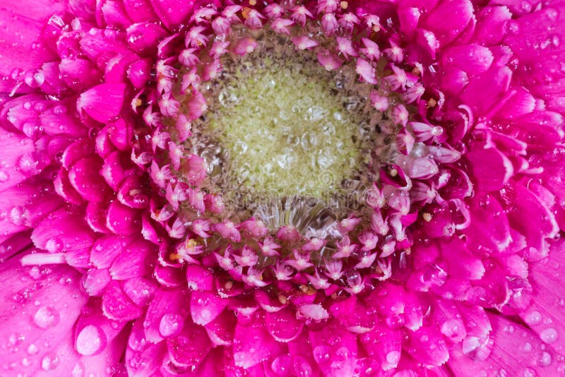 Margherita Viola-rosa 5 Della Gerbera Fotografia Stock - Immagine di ...