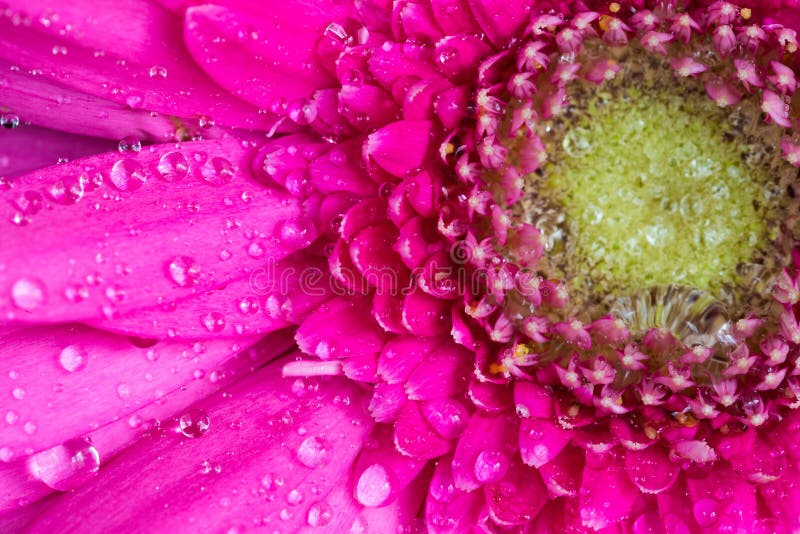Margherita Viola-rosa 5 Della Gerbera Fotografia Stock - Immagine di ...