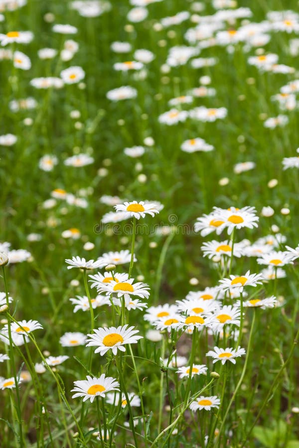 Margherite fotografia stock. Immagine di margherita, campo - 31770206
