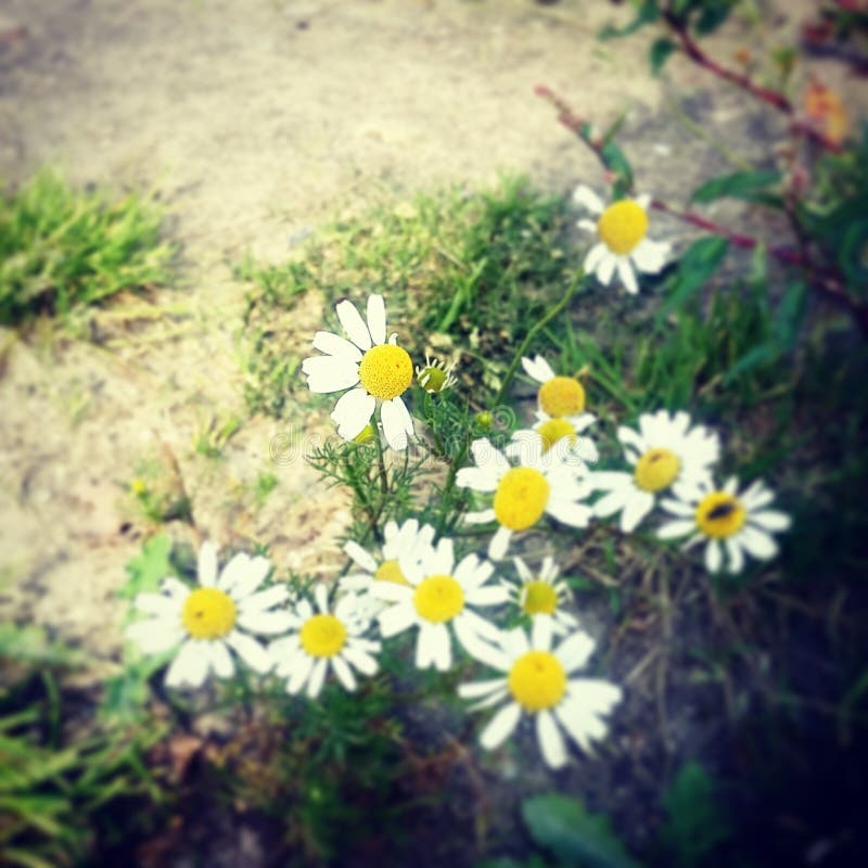 Margherite stockfoto. Bild von gelb, blumen - 44113626