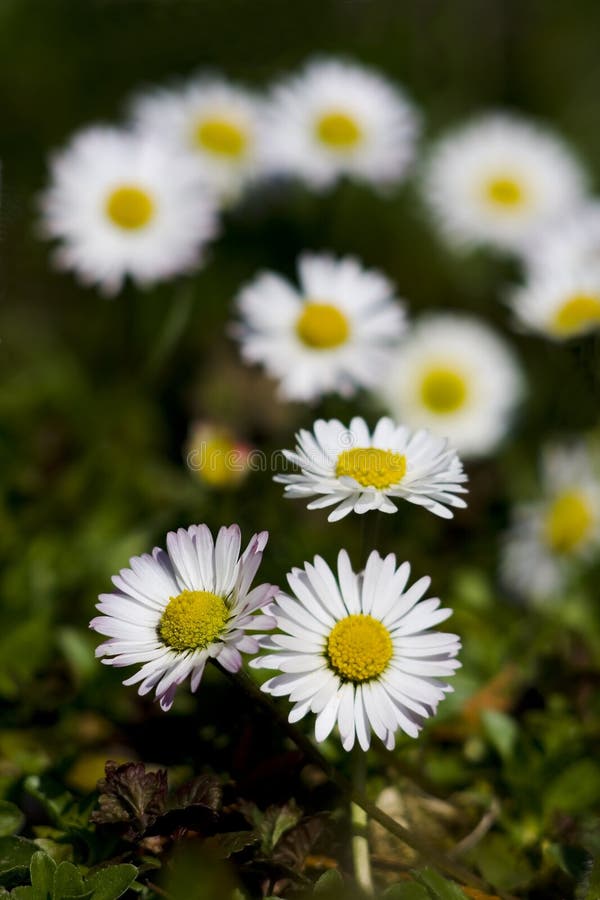 Margherite immagine stock. Immagine di margherita, prato - 4826985