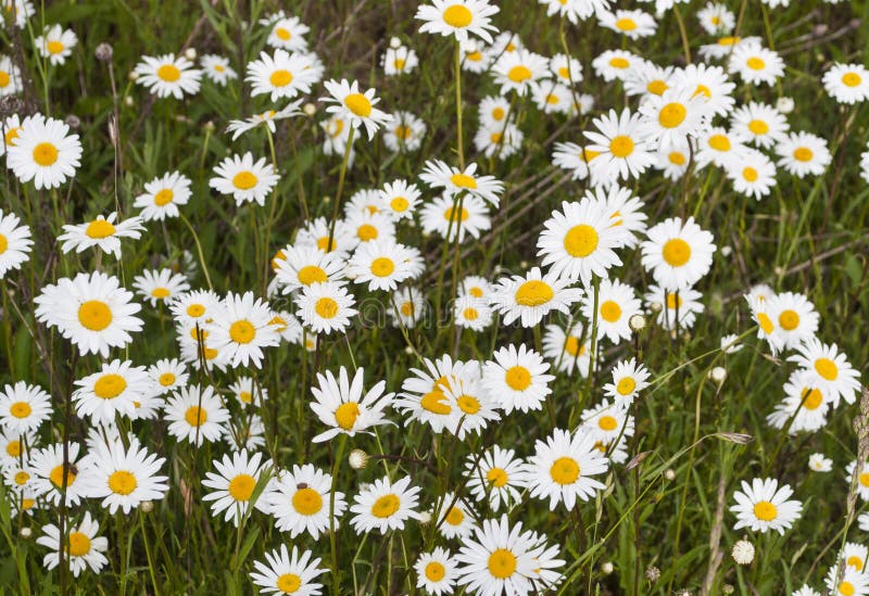 Margherite immagine stock. Immagine di fiore, giardino - 53927757
