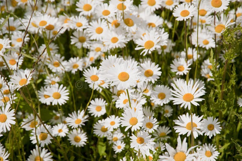 Margherite immagine stock. Immagine di pianta, stagione - 9736401