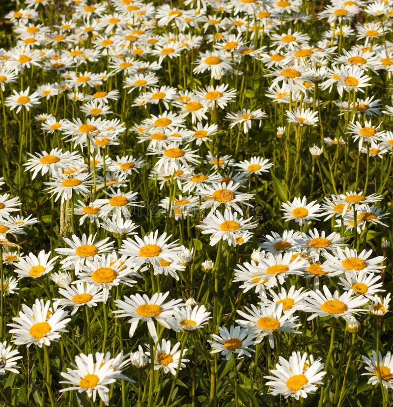 Margherite Naturali, Margherite, Centinaia Di Margherite, Margherite ...