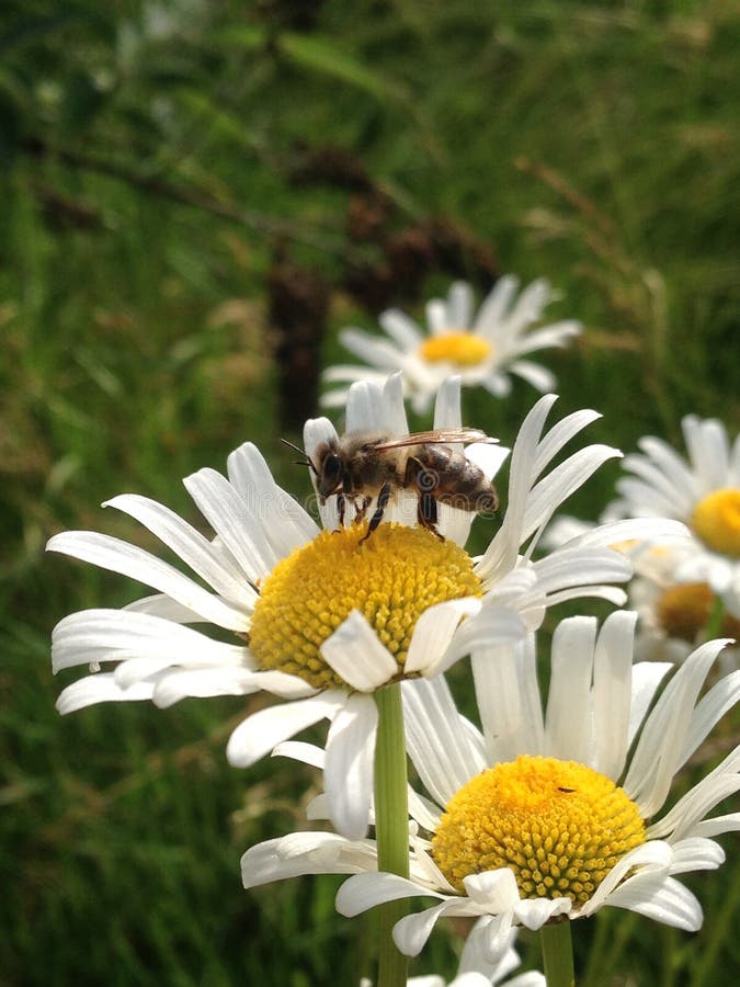Margherite E Un'ape Di Due Mieli Fotografia Stock - Immagine di pianta ...