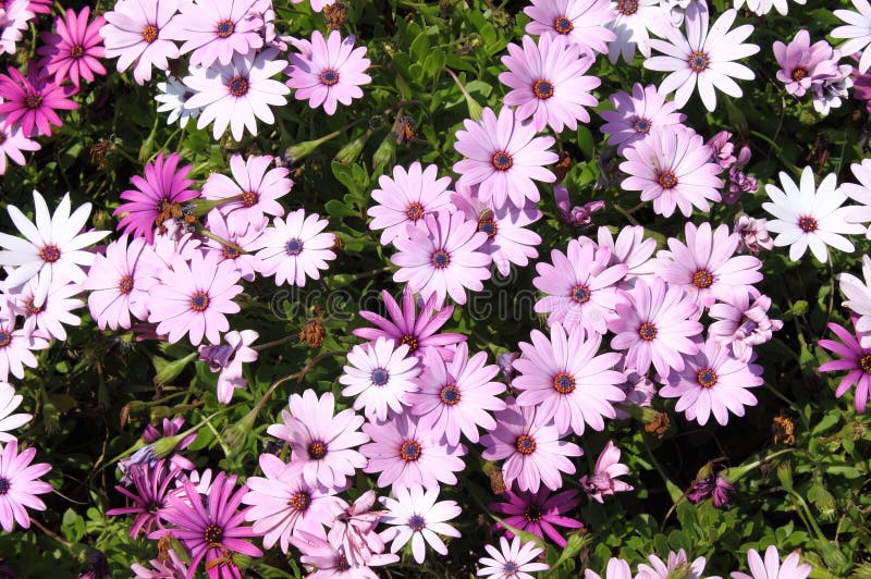 Margherite rosa fotografia stock. Immagine di floreale - 42072082