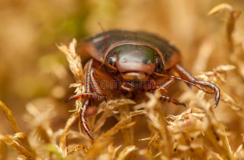 Marginalis de Dytiscus foto de archivo. Imagen de quitina - 30601092