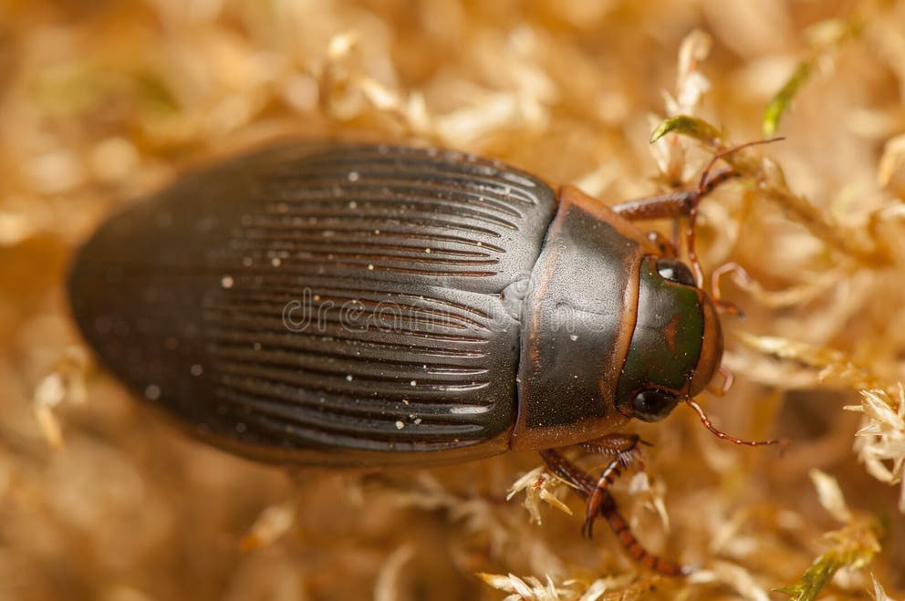 Marginalis de Dytiscus foto de archivo. Imagen de salto - 30601096