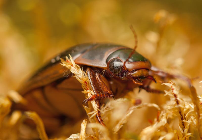 Marginalis de Dytiscus imagen de archivo. Imagen de escarabajo - 30601101