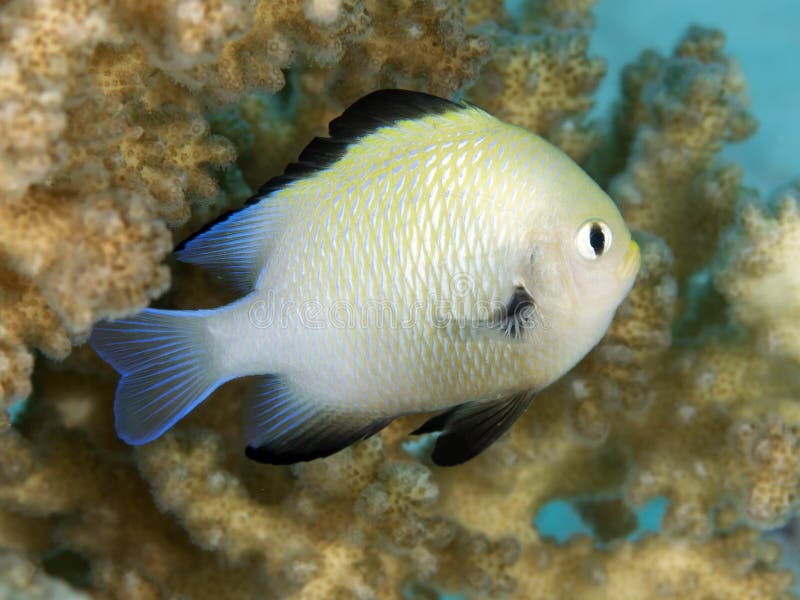 Marginate dascyllus stock image. Image of animal, tropical - 41311395