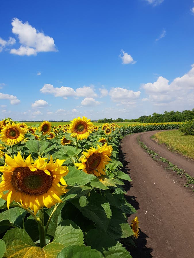 Margins of Sunflower Fields with Road, Russia Stock Image - Image of ...