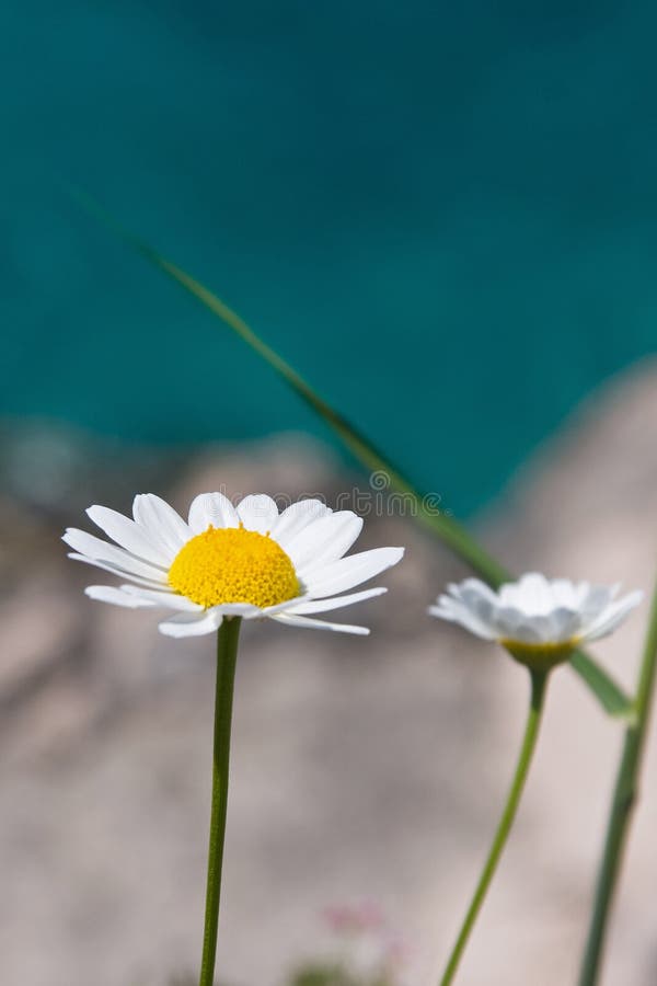 De bloem van de margriet stock foto. Image of biologisch - 5143878