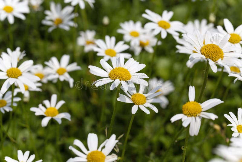 Margriet, de lente stock foto. Afbeelding bestaande uit bloemblaadje ...