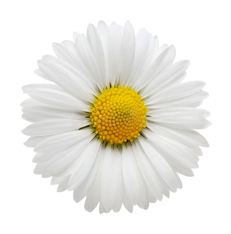 De Bloem van de margriet stock afbeelding. Image of decoratie - 1091809