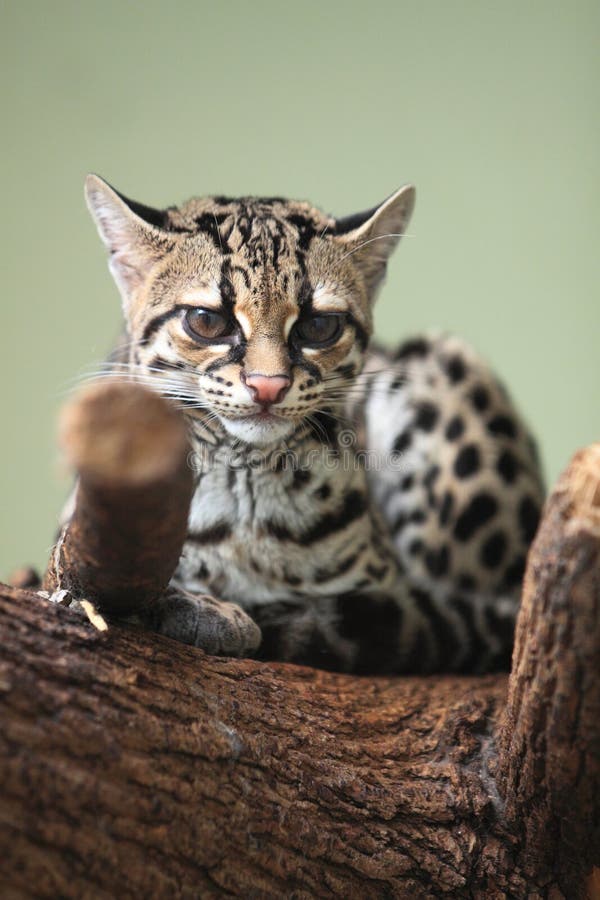 Marguay V stock image. Image of felis, costa, marguay - 9107285