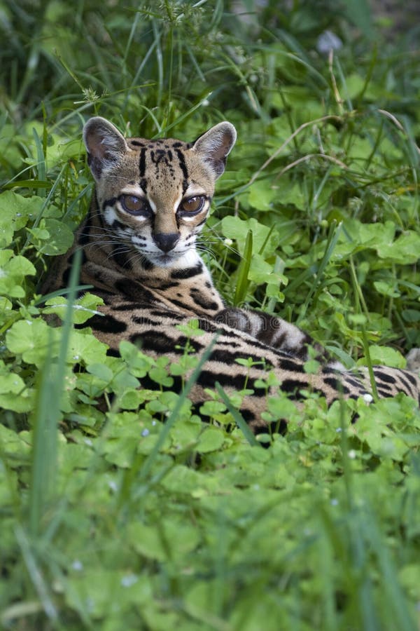 Marguay stock photo. Image of wildcat, margay, costa, rica - 8975748